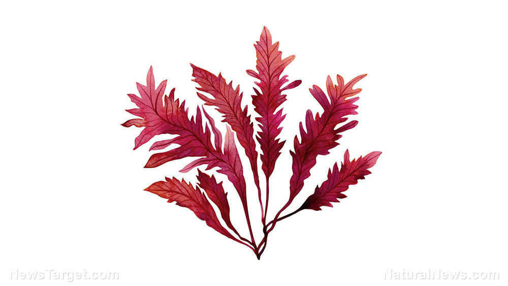 Edible red seaweed found in many dishes from Korea, Japan, and China ...
